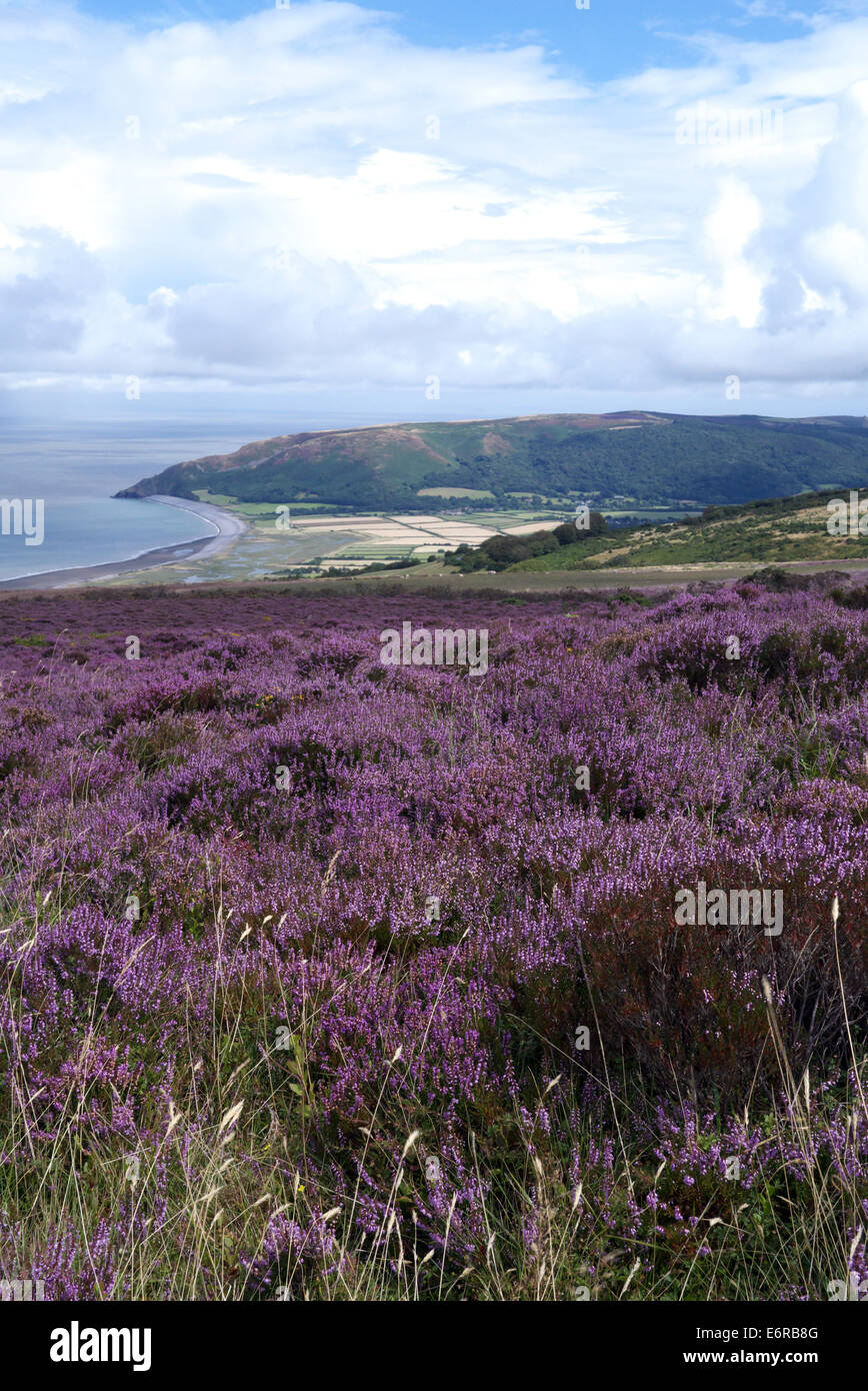 Exmoor coast near Porlock, Somerset, England showing heather in bloom ...