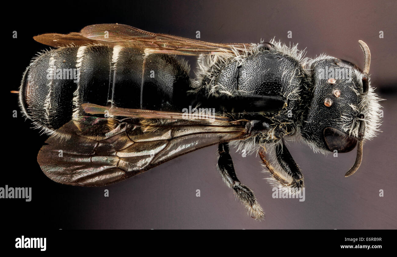 Hoplitis simplex, a female bee species, was photographed in Prince ...