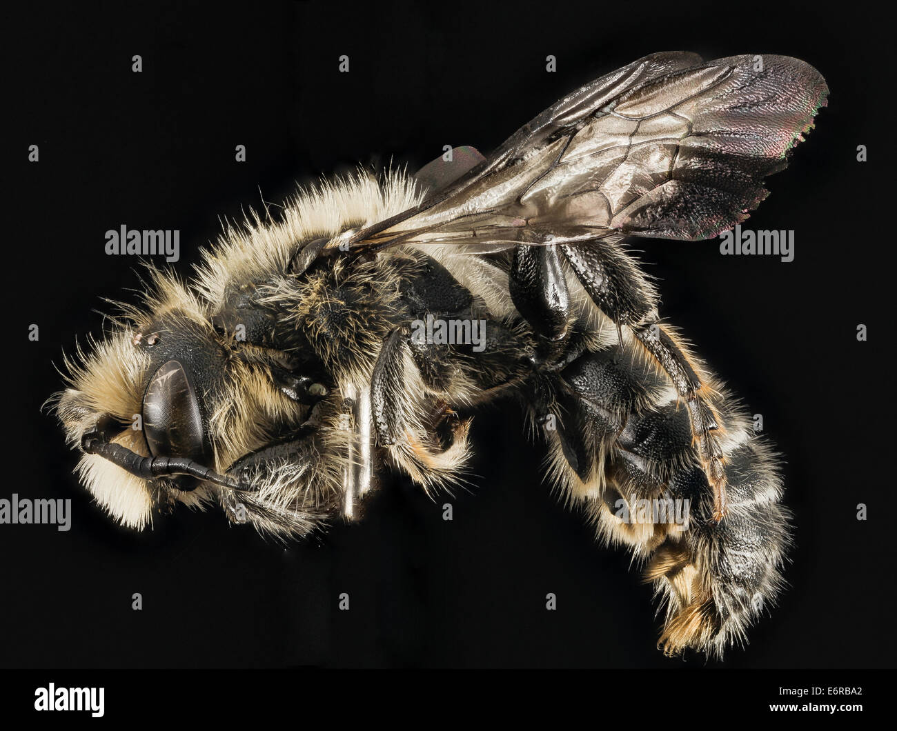 Hoplitis spoliata, a species of male bee, is photographed from the side ...