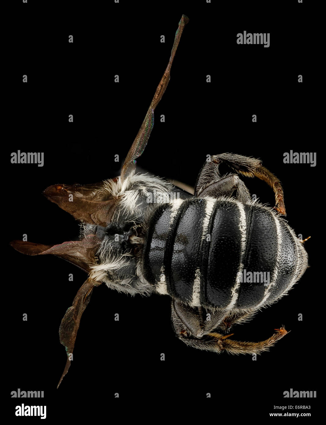 The female Hoplitis truncata, a species of mason bee, is photographed ...