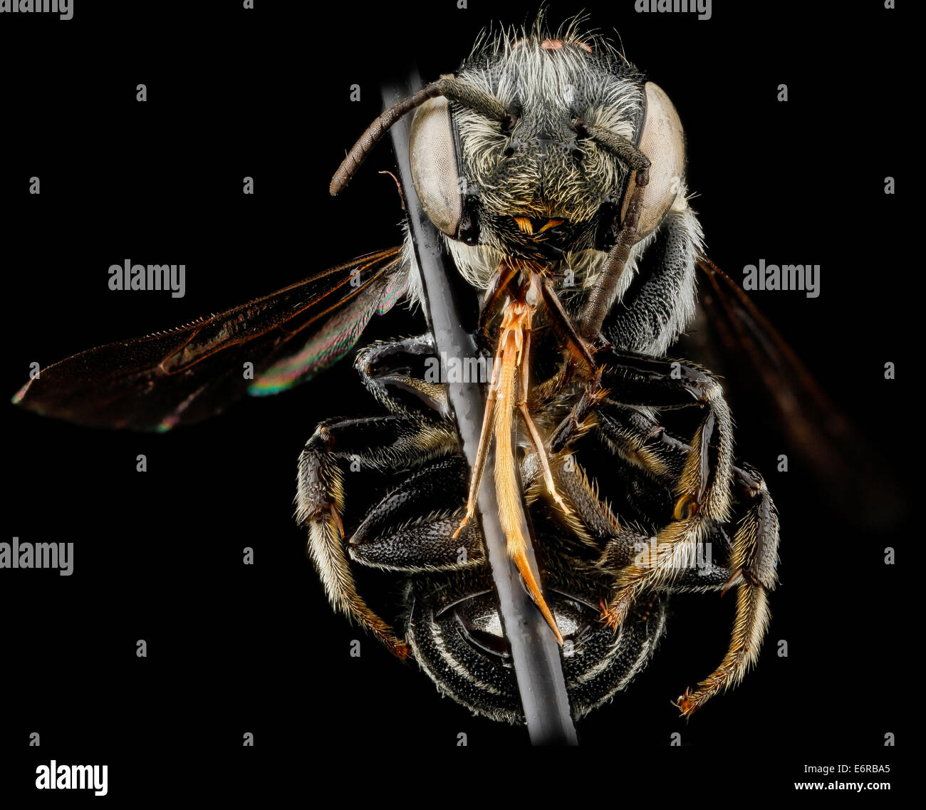 Hardy county west virginia hi-res stock photography and images - Alamy