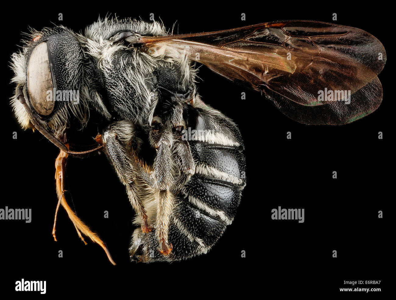 This image features a female Hoplitis truncata bee from Hardy County ...