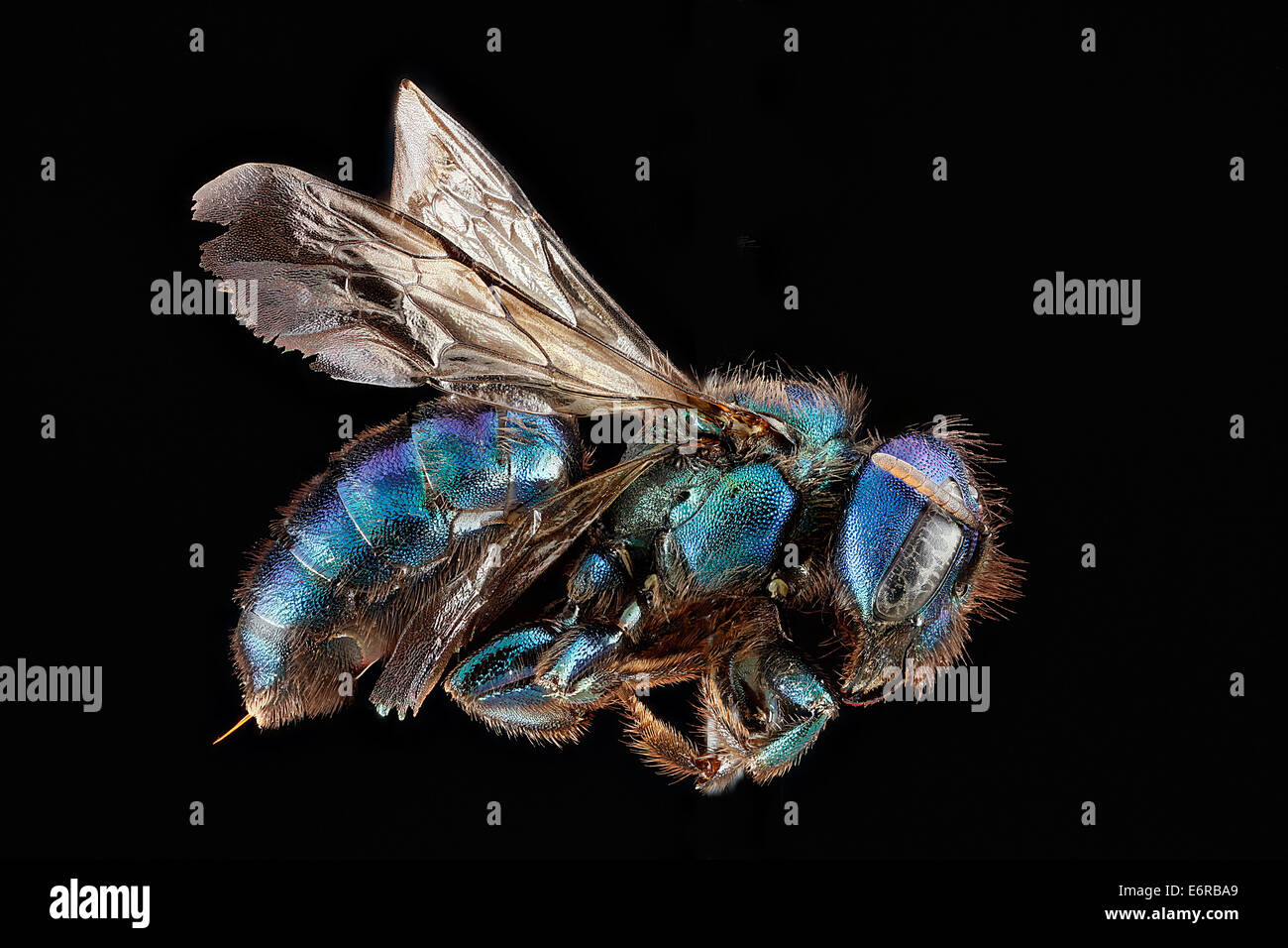 A side view of a female Hoplitis fulgida bee, showcasing the key ...