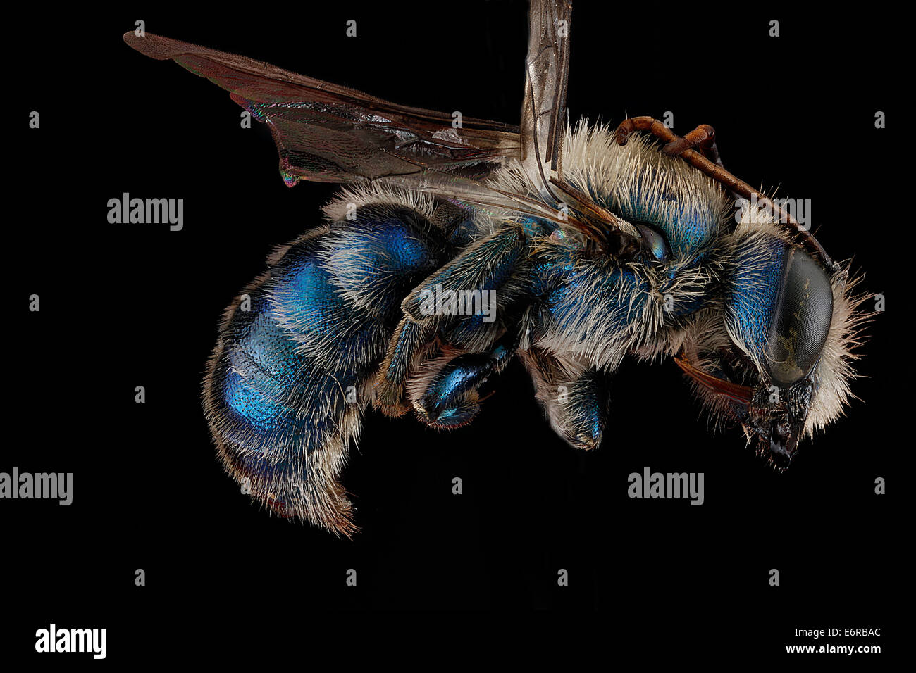 A detailed side view of the male Hoplitis fulgida, a species of ...