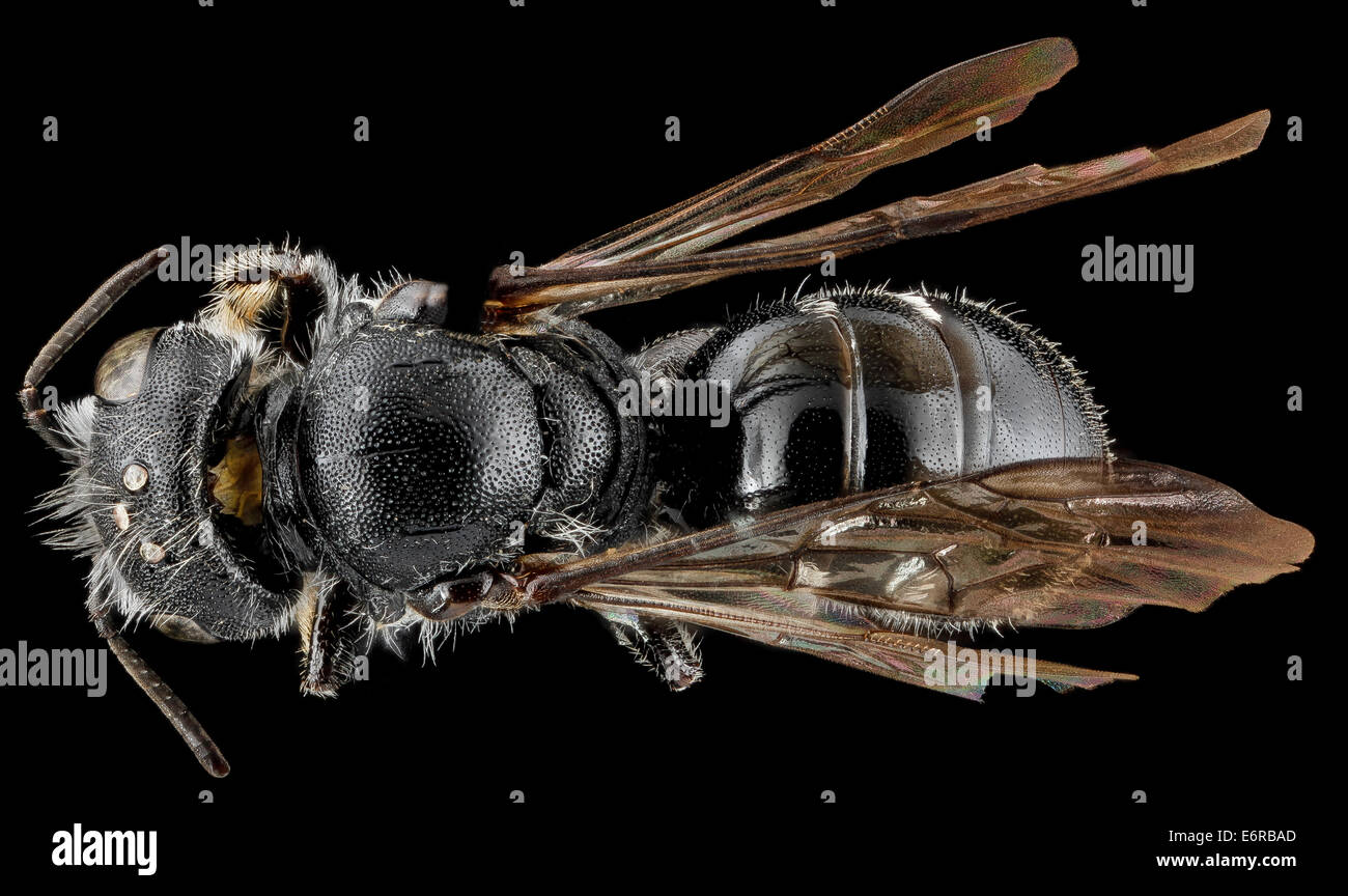 A female Hoplitus micheneri is shown from the back in this image, taken ...