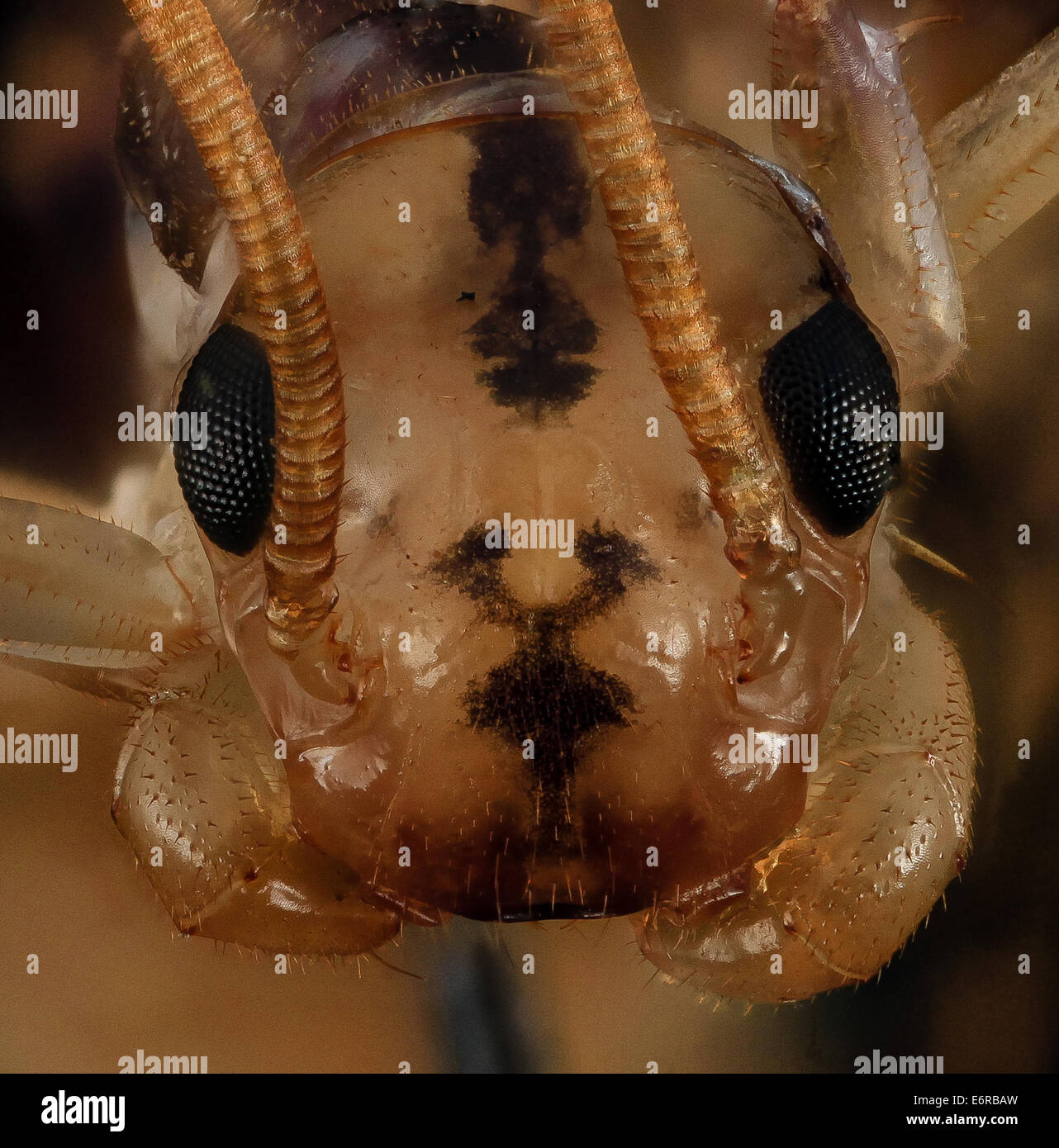 This close-up shows the face of a house centipede (Scutigera ...