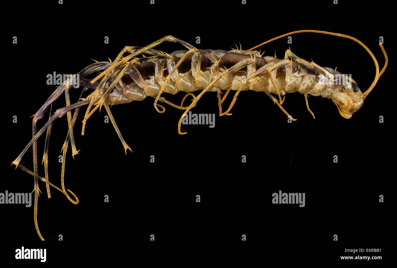 House Centipede Scutigera Coleoptrata Stock Photos & House Centipede ...