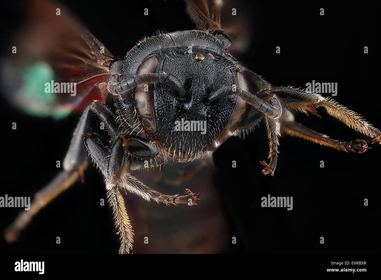 Hylaeus basalis, a species of yellow-masked bee, is captured in a close ...