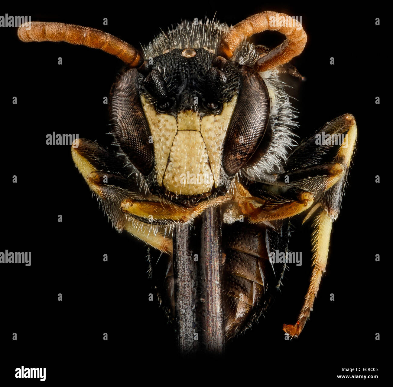 This image shows a close-up of a male Hylaeus hyalinatus, a species of ...