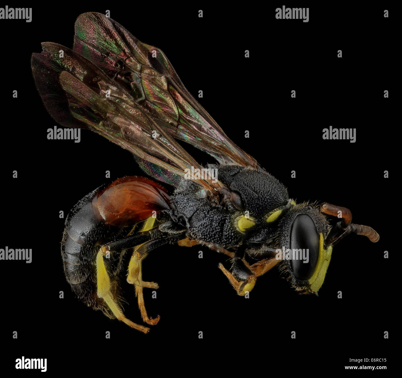Hylaeus ornatus, M, side, MD, Kent County 2013-07-07-163618 ZS PMax ...