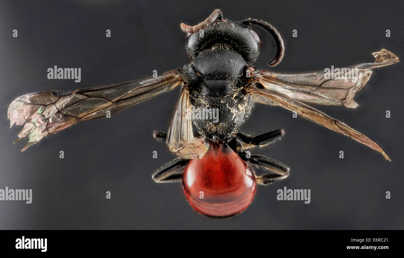 Native hawaiian male hi-res stock photography and images - Alamy