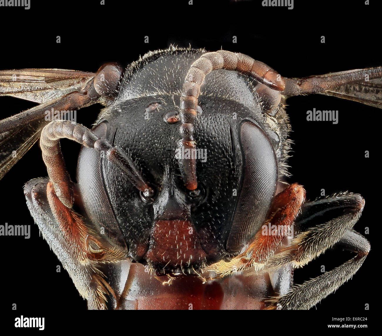 Native hawaiian male hi-res stock photography and images - Alamy