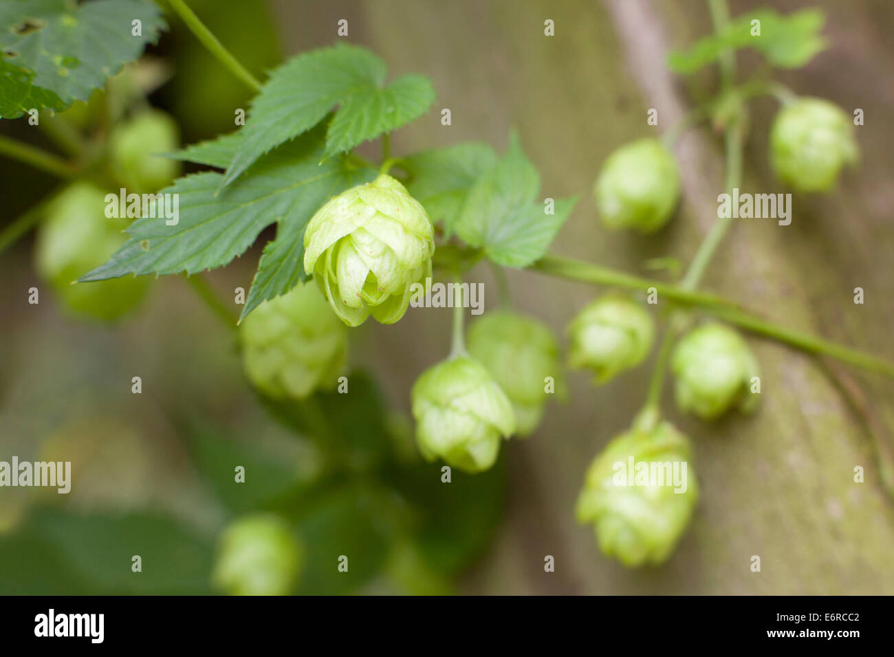 Hop Flower High Resolution Stock Photography and Images - Alamy