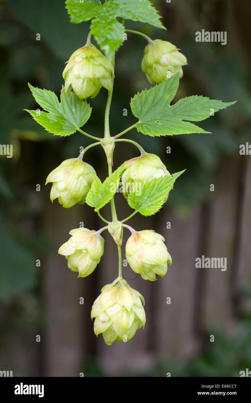 blooming common hop of the cannabaceae family Stock Photo - Alamy