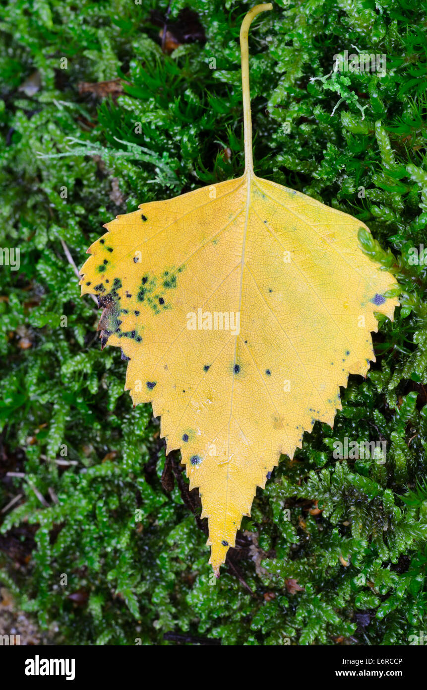 fall yellow birch leaf in moss Stock Photo - Alamy