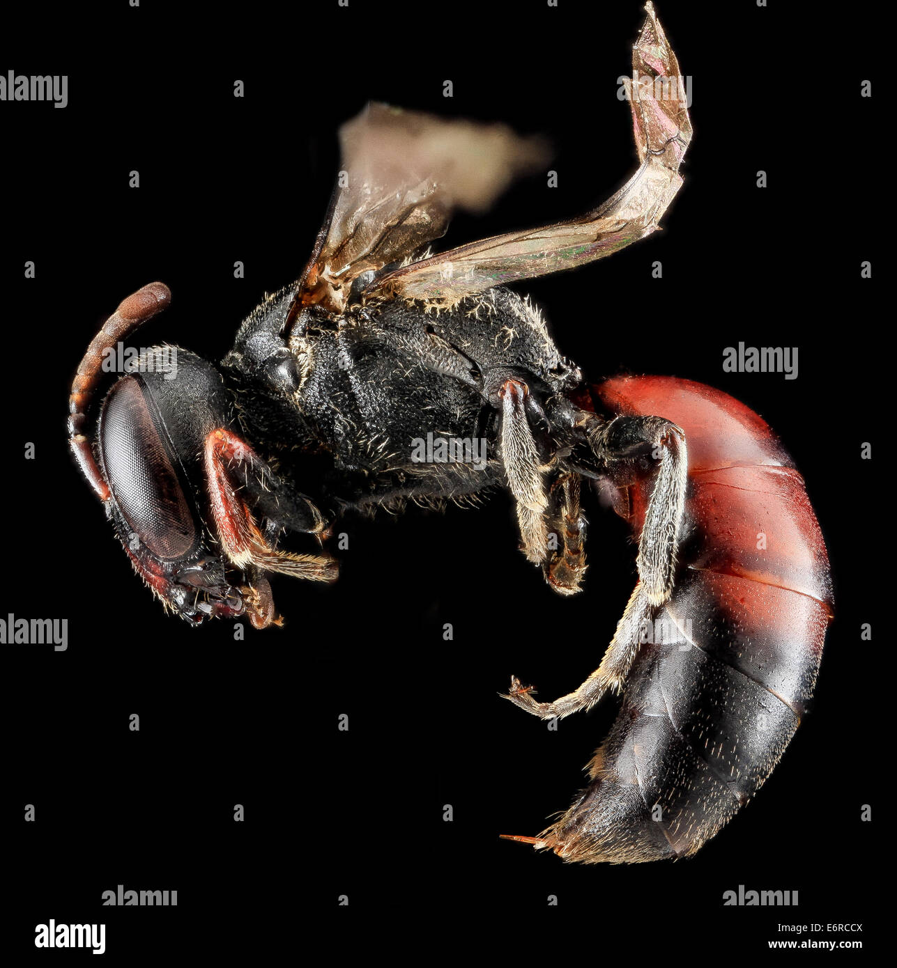 Native hawaiian male hi-res stock photography and images - Alamy