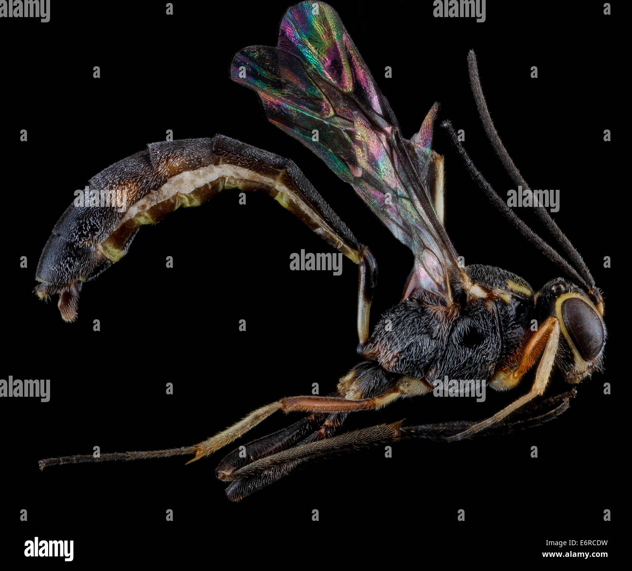 Anomaloninae hi-res stock photography and images - Alamy