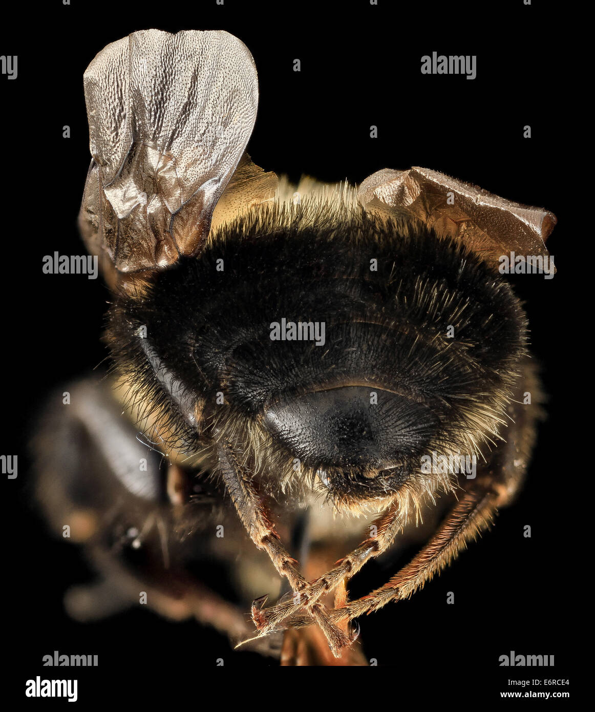 O bimaculatus hi-res stock photography and images - Alamy