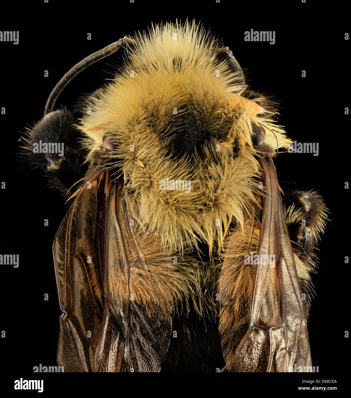 Bumblebee anatomy hi-res stock photography and images - Alamy