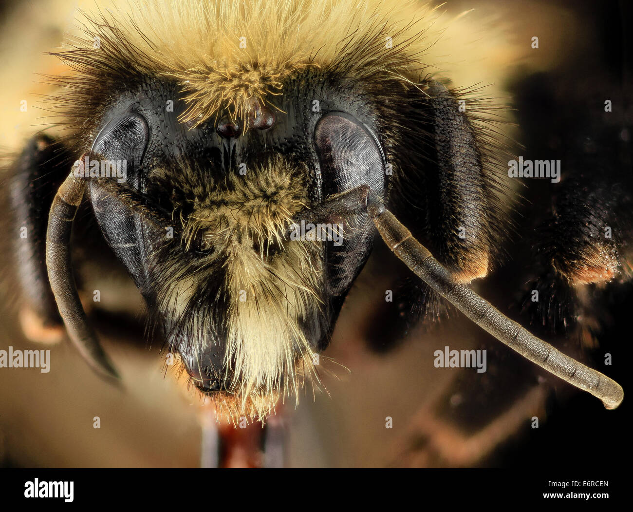 A rare gynandromorph Bombus bimaculatus bumblebee, photographed in ...
