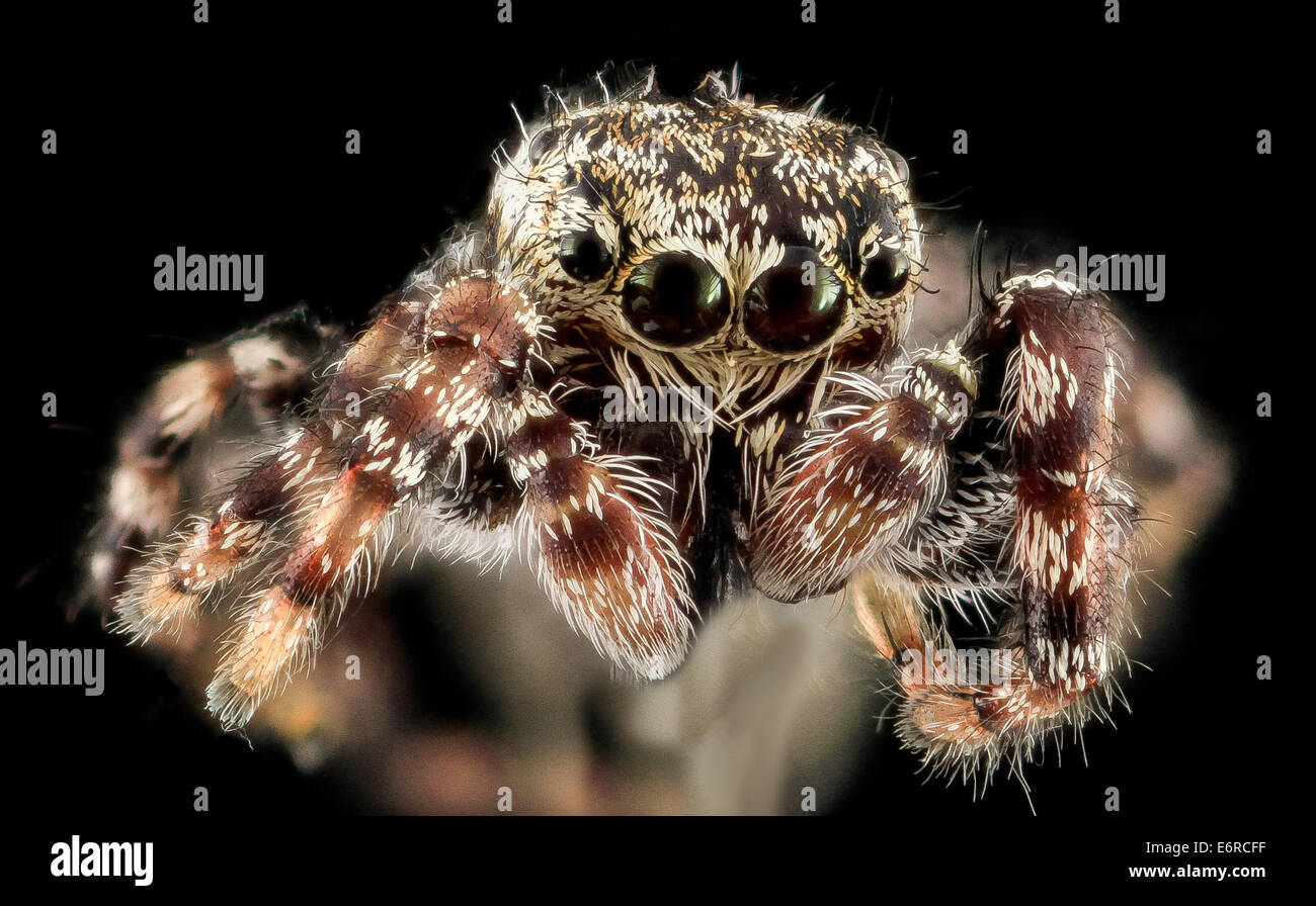 This image shows a jumping spider from Upper Marlboro, Maryland. Known ...