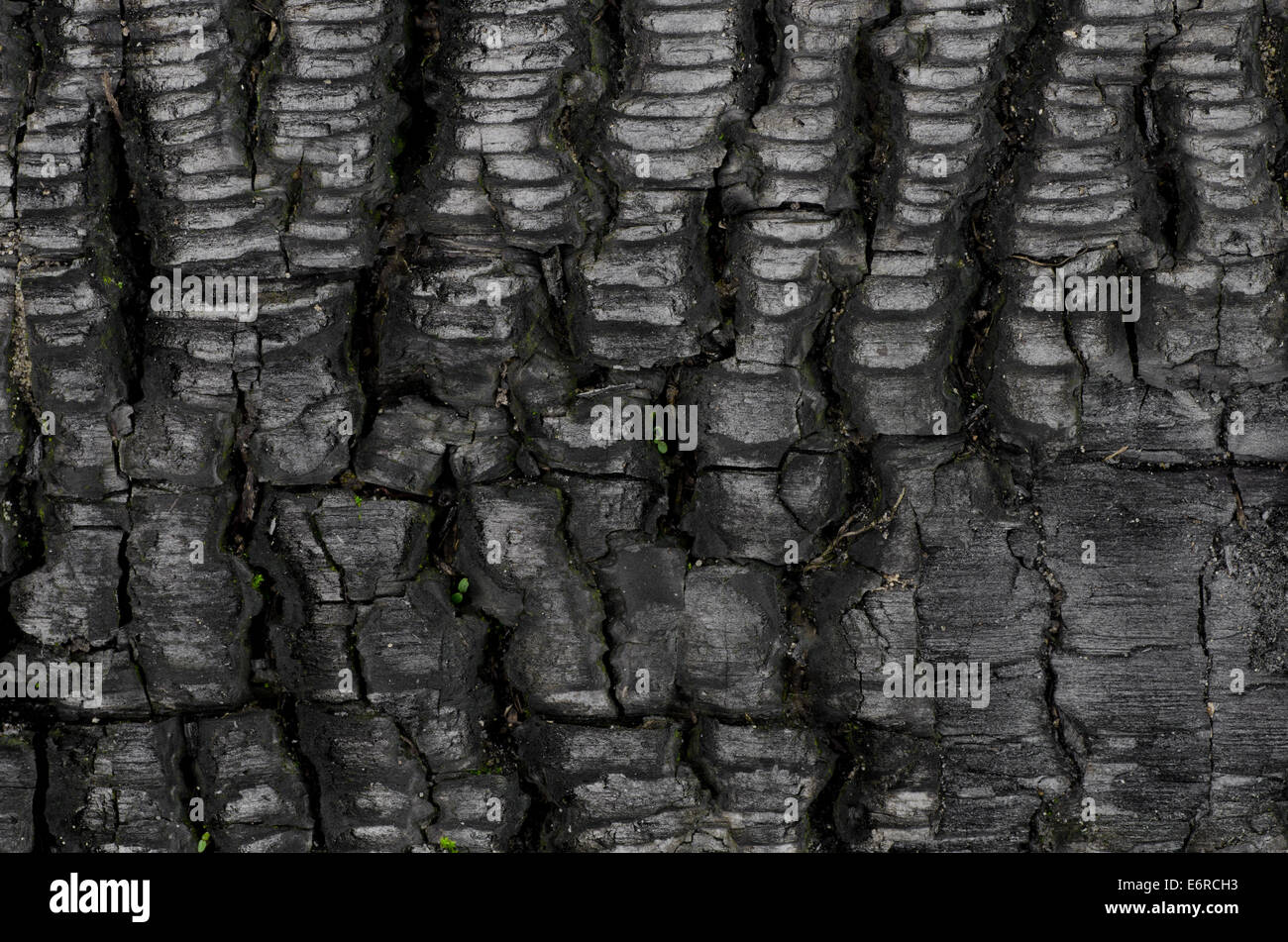 close up to burnt tree bark Stock Photo - Alamy