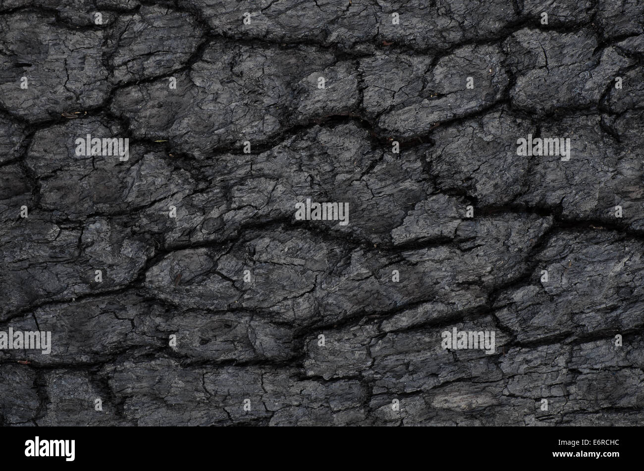 Burnt Tree Bark High Resolution Stock Photography and Images - Alamy