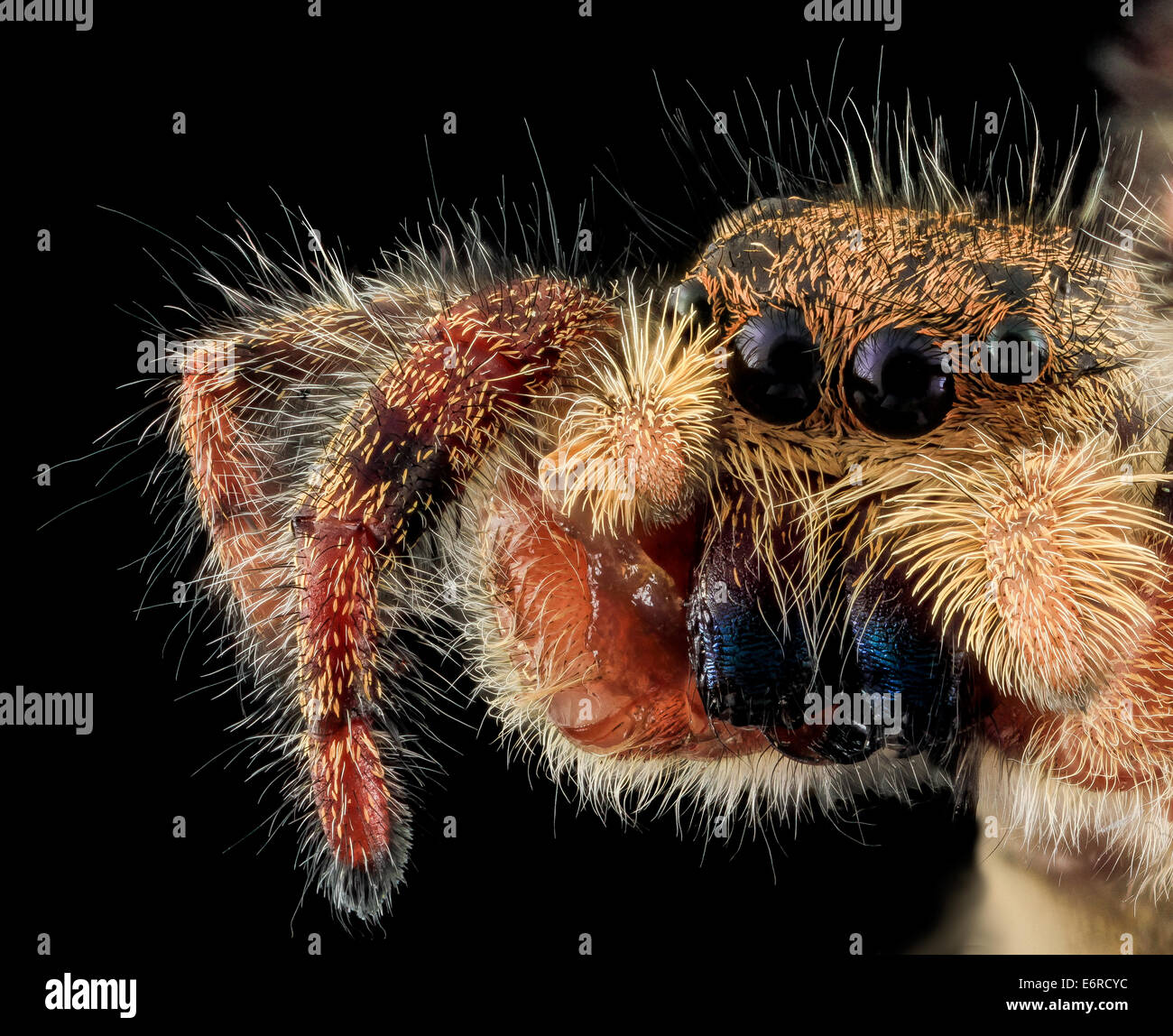 This image features a close-up of an unidentified jumping spider from ...