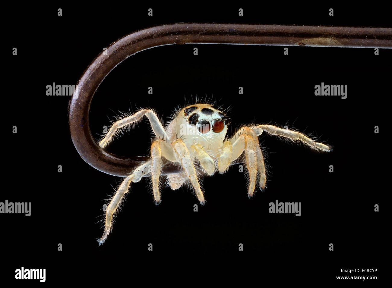 Showcasing typical spider features hi-res stock photography and images ...