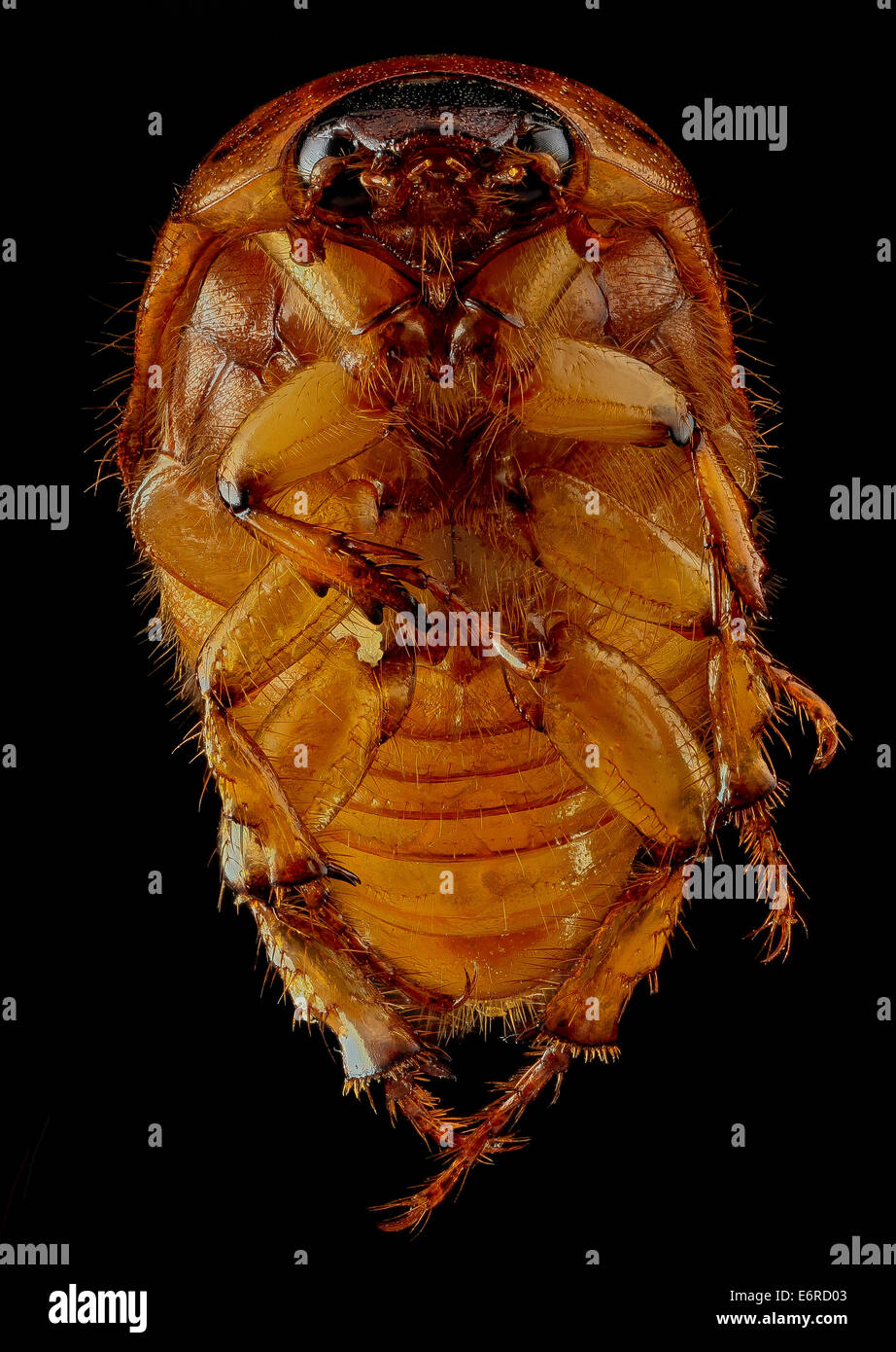 A close-up photograph of a June bug from Upper Marlboro, Maryland ...