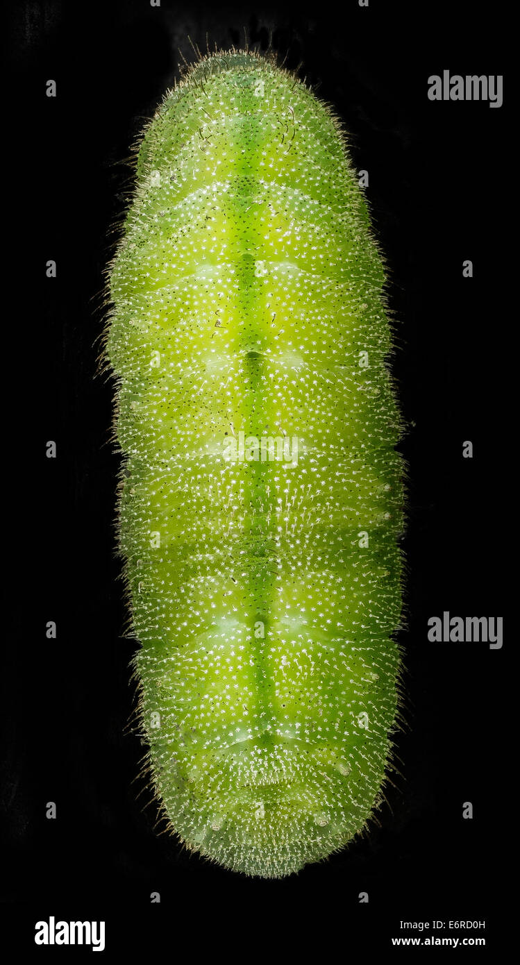 A caterpillar of the endangered Karner blue butterfly, Lycaeides ...