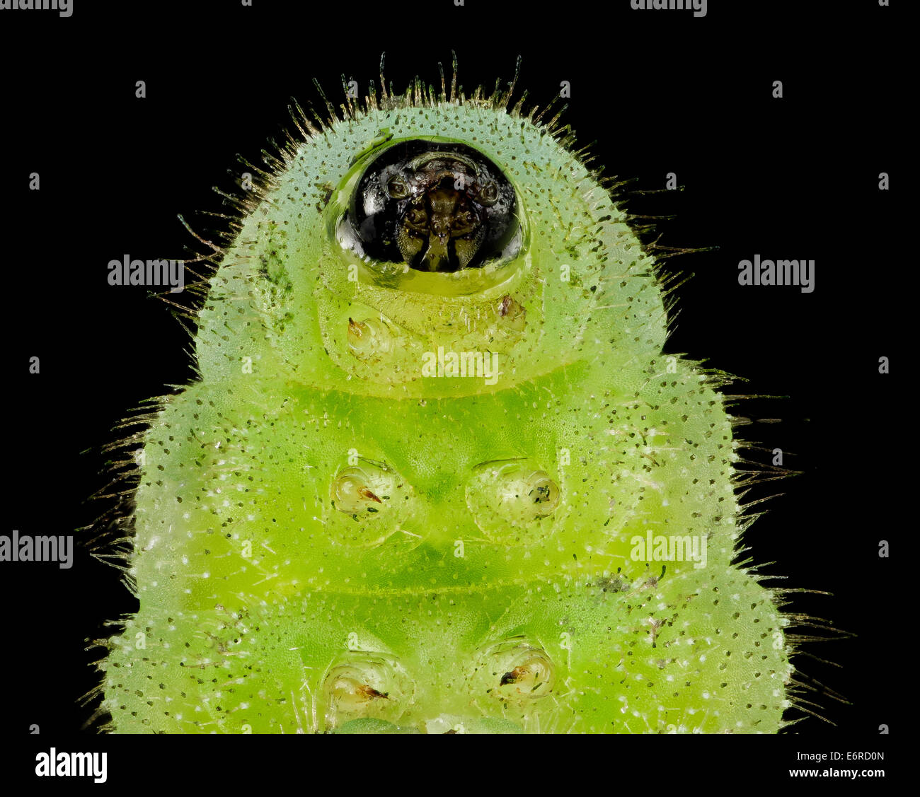 Indiana insects hi-res stock photography and images - Alamy