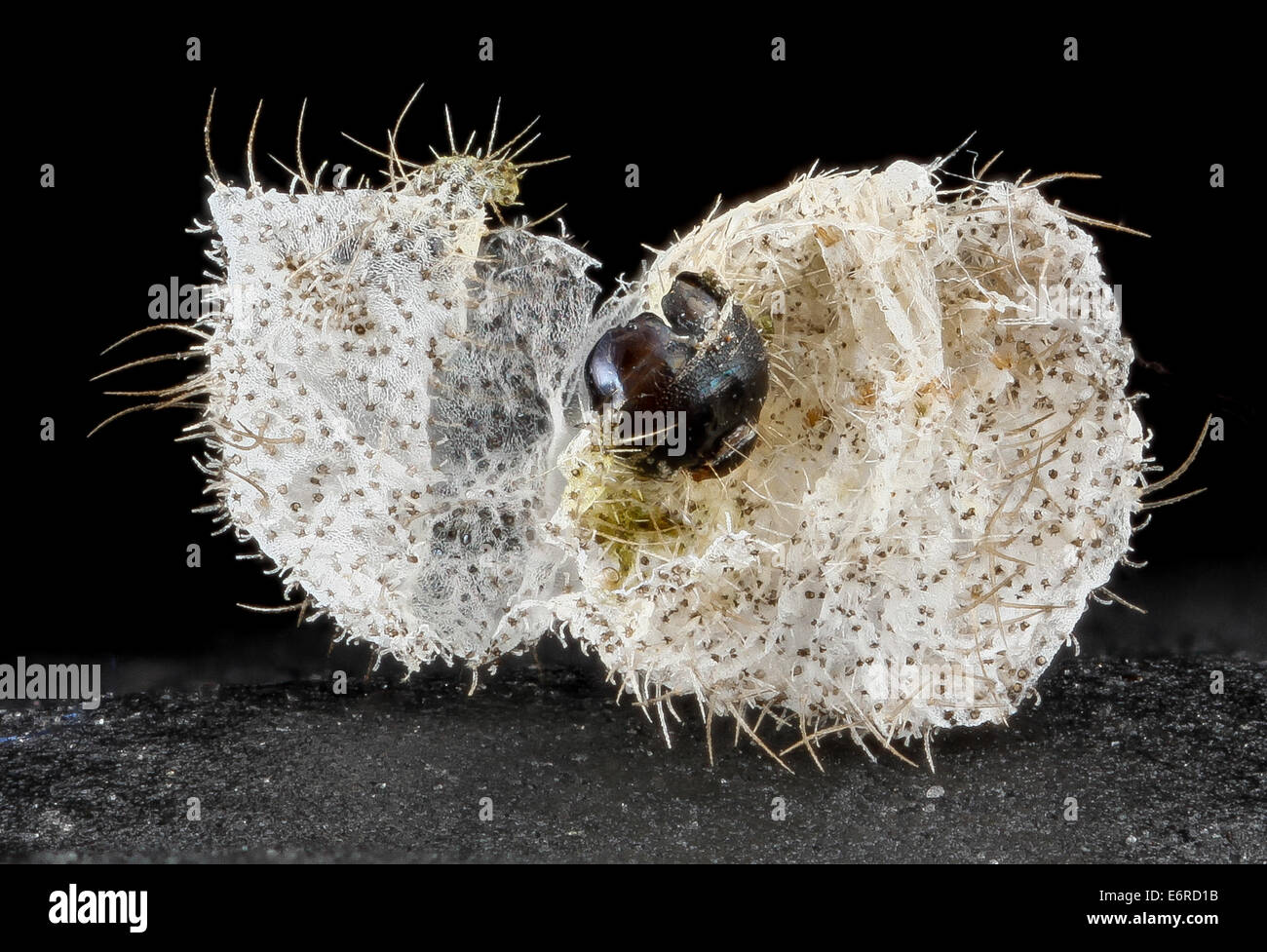 Caterpillar Shed Skin High Resolution Stock Photography and Images - Alamy