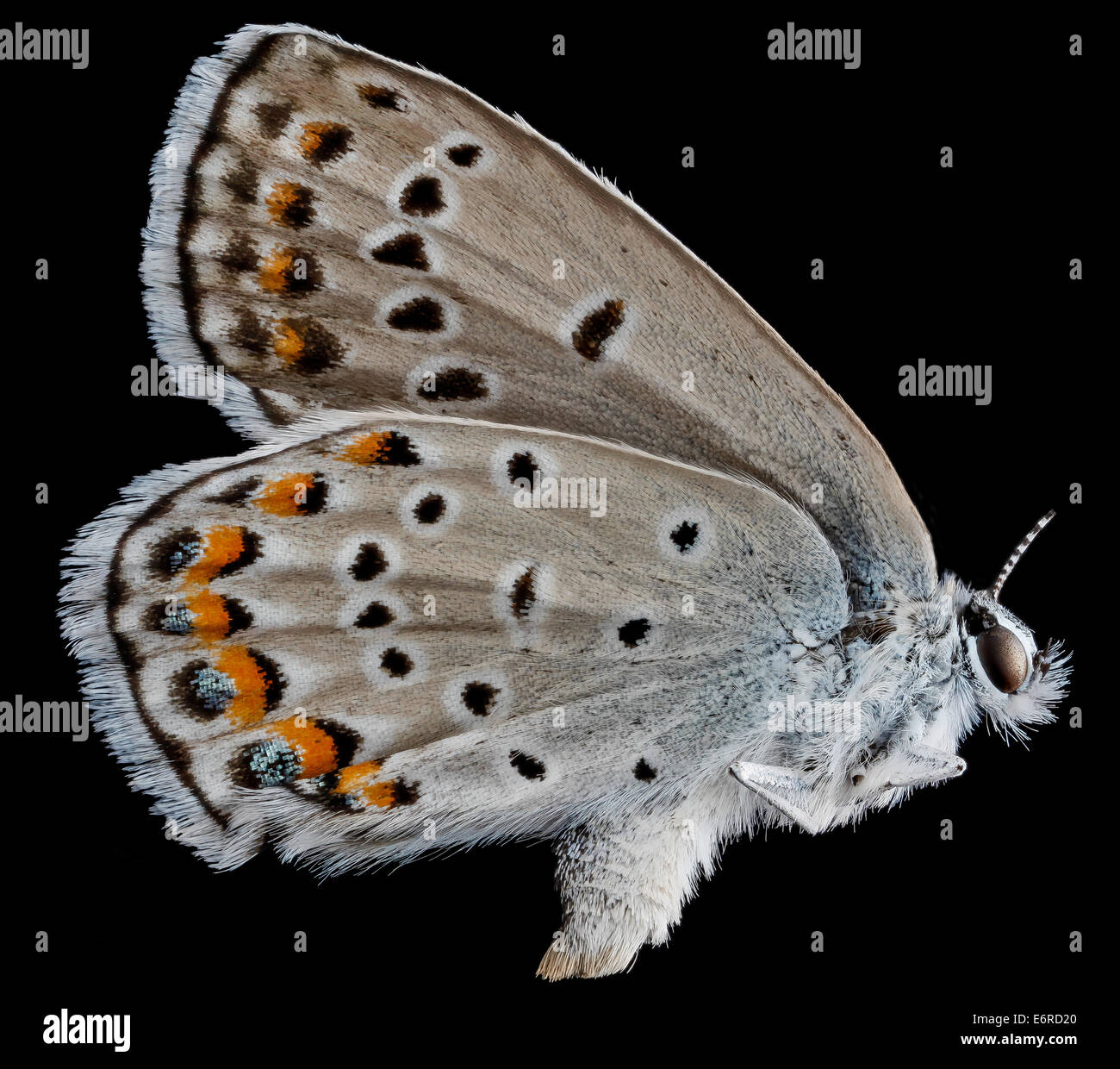 The Karner Blue (Lycaeides melissa samuelis), a critically endangered ...