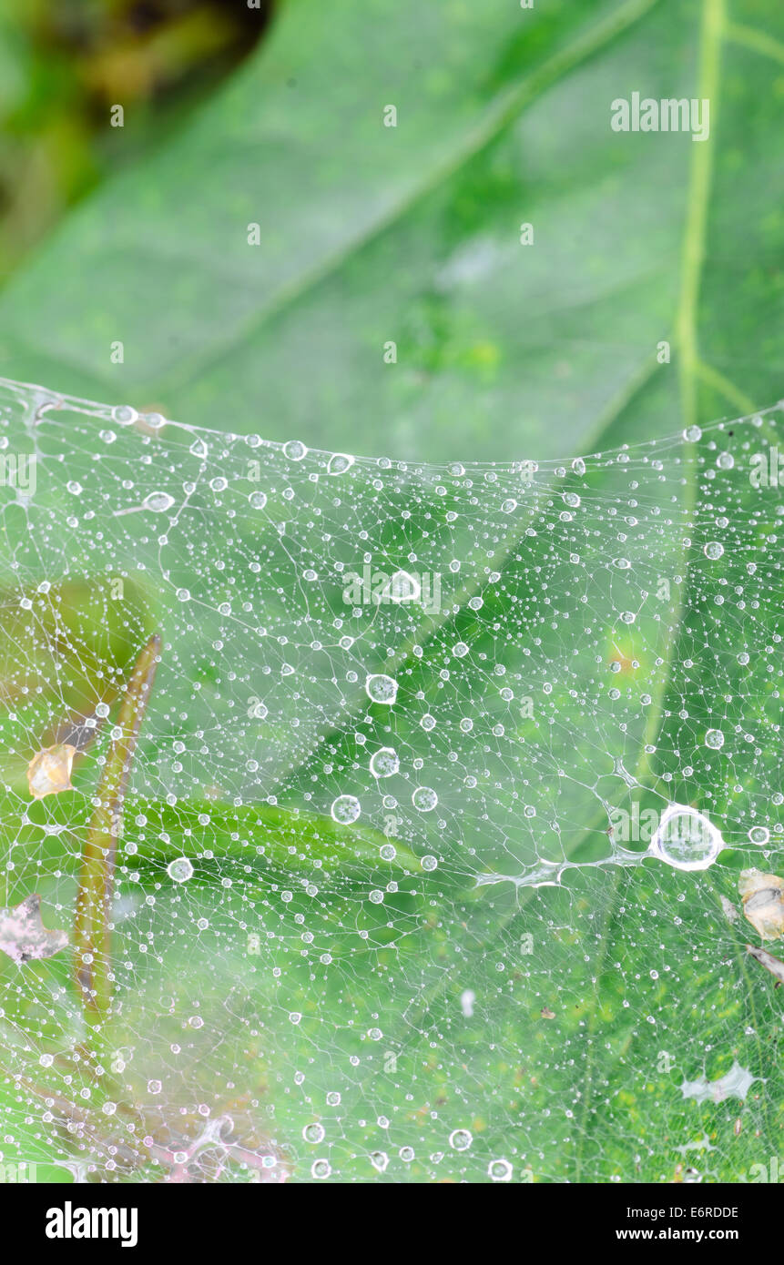macro of cobweb with water drops Stock Photo - Alamy
