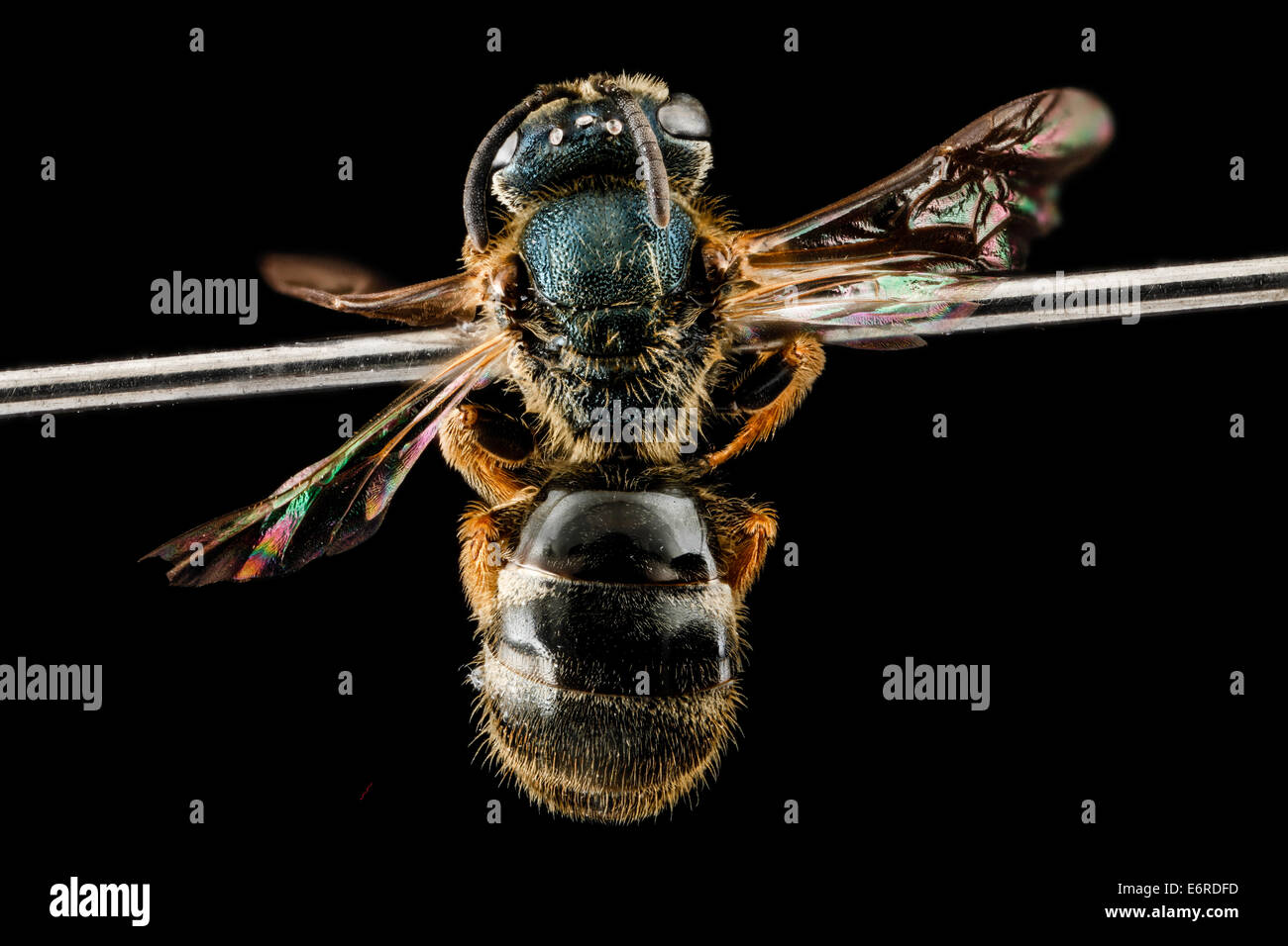 Lasioglossum reticulatum, a species of sweat bee in Georgia, is ...