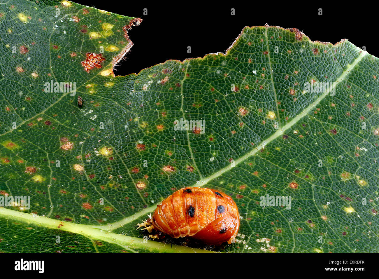 This image shows a close-up of a Ladybird pupa, highlighting the insect ...