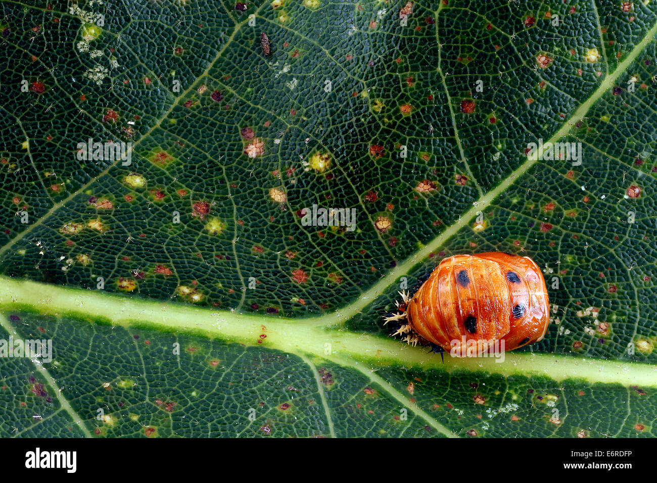 This image shows the face of a ladybird (ladybug) pupae, captured with ...