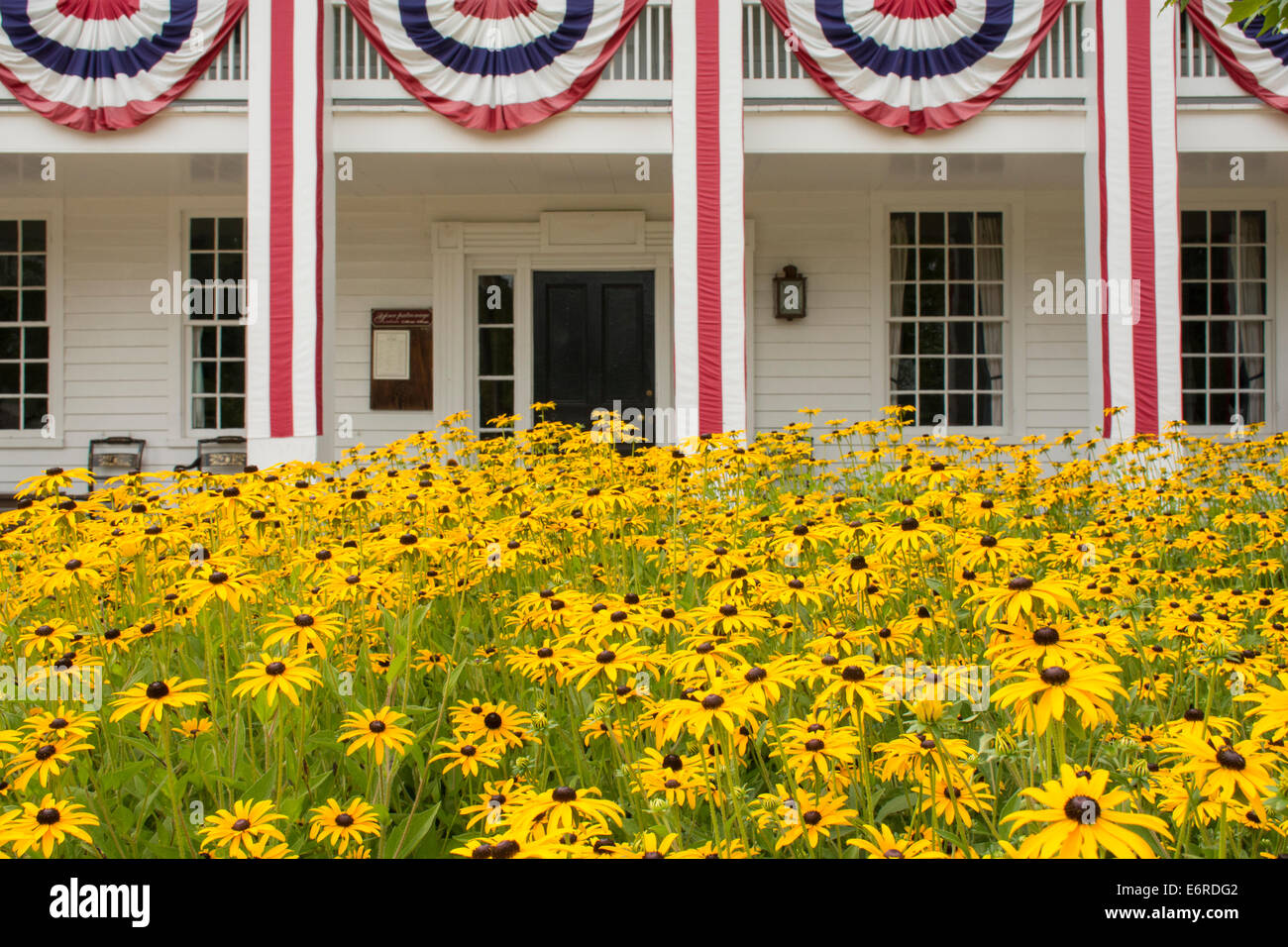 Michigan, Dearborn, Greenfield Village. Field of yellow Black Eyed ...