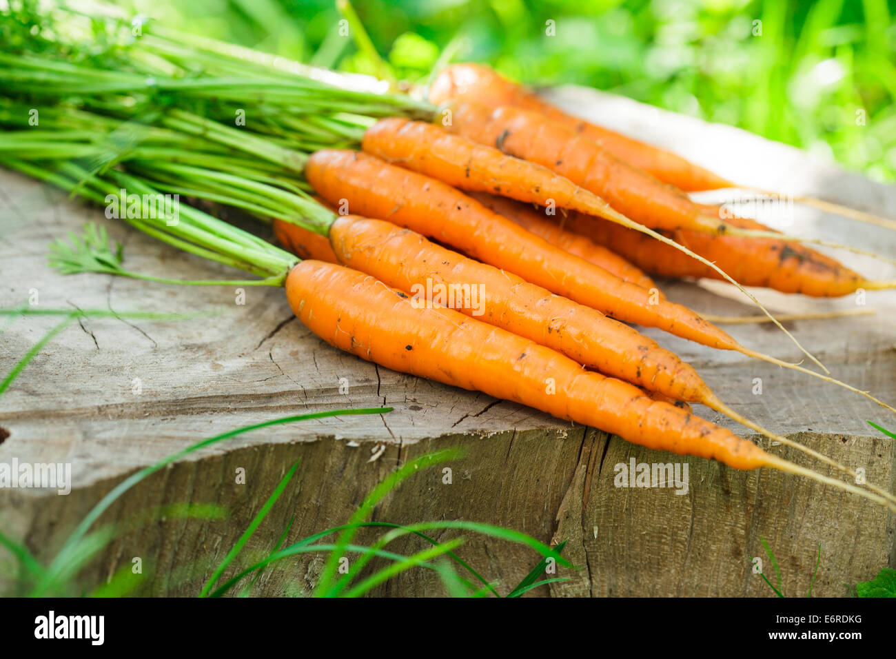 Fresh carrots from the garden, still life outdoor Stock Photo - Alamy