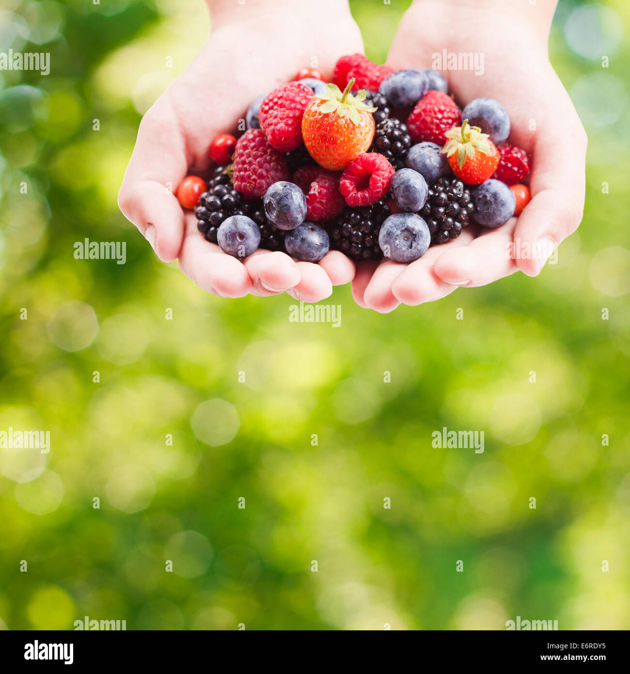 Berries in hands Stock Photo - Alamy
