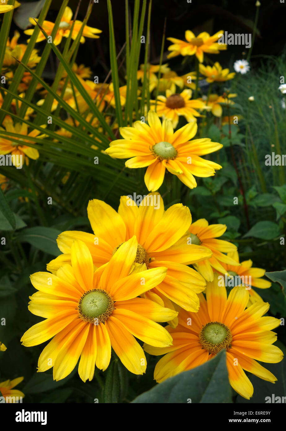 Rudbeckia prairie sun hi-res stock photography and images - Alamy