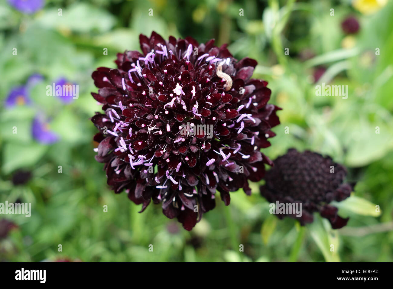 scabious Scabiosa atropurpurea 'Black Knight Stock Photo - Alamy