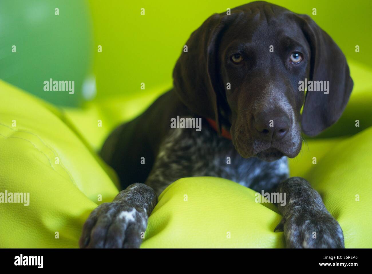 Liver and white gsp hi-res stock photography and images - Alamy