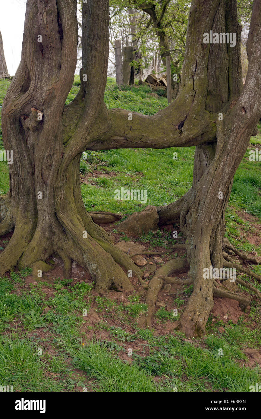 gnarled tree shape, Warwickshire, England Stock Photo - Alamy