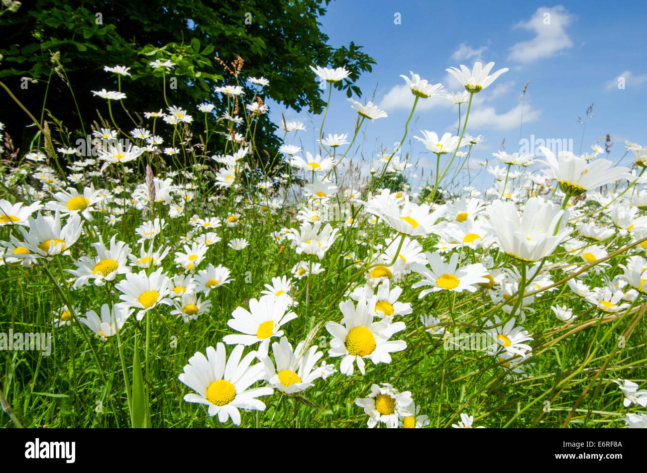 Daisy Daisies Roadside High Resolution Stock Photography and Images - Alamy
