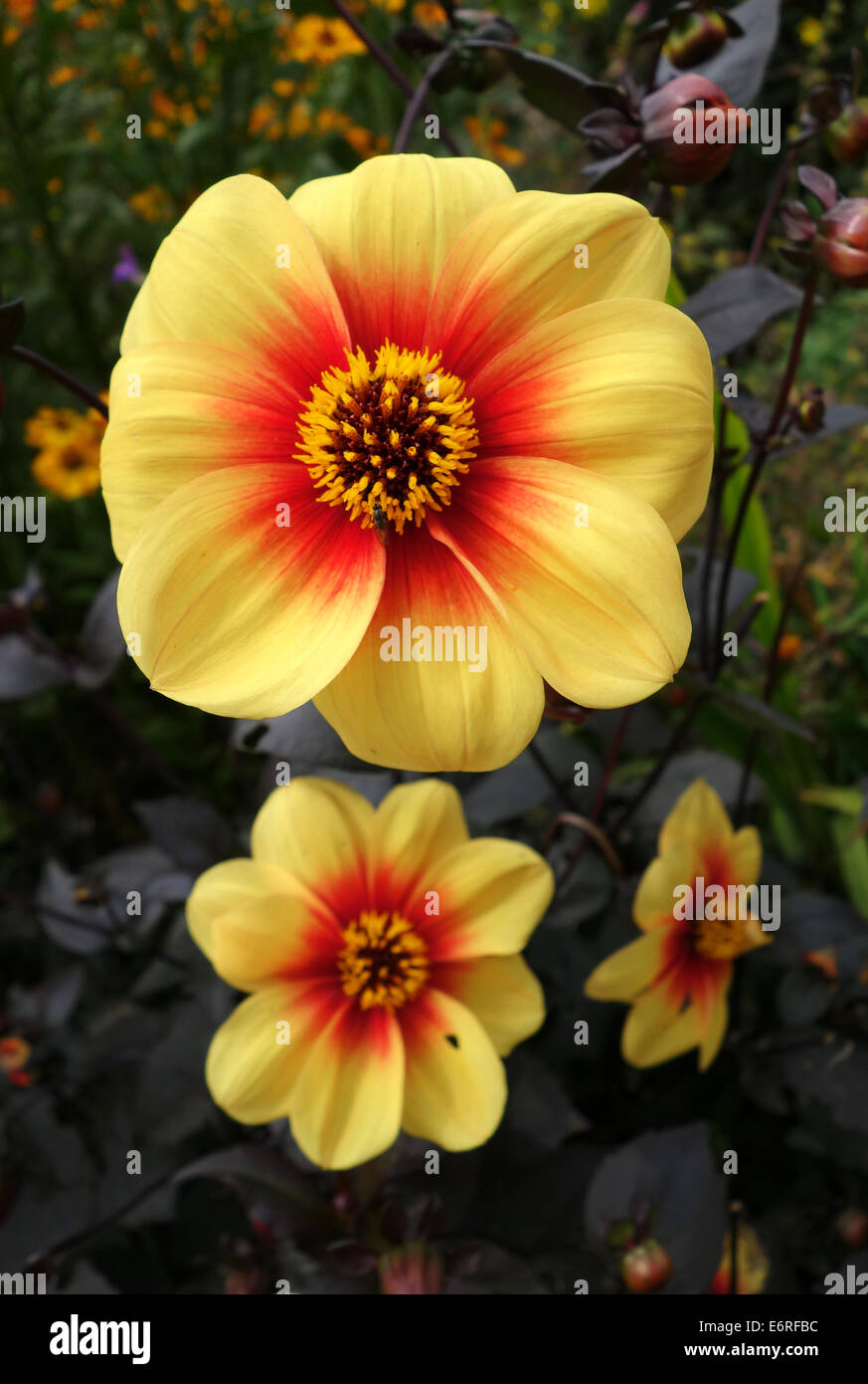 Moonfire dahlia hi-res stock photography and images - Alamy