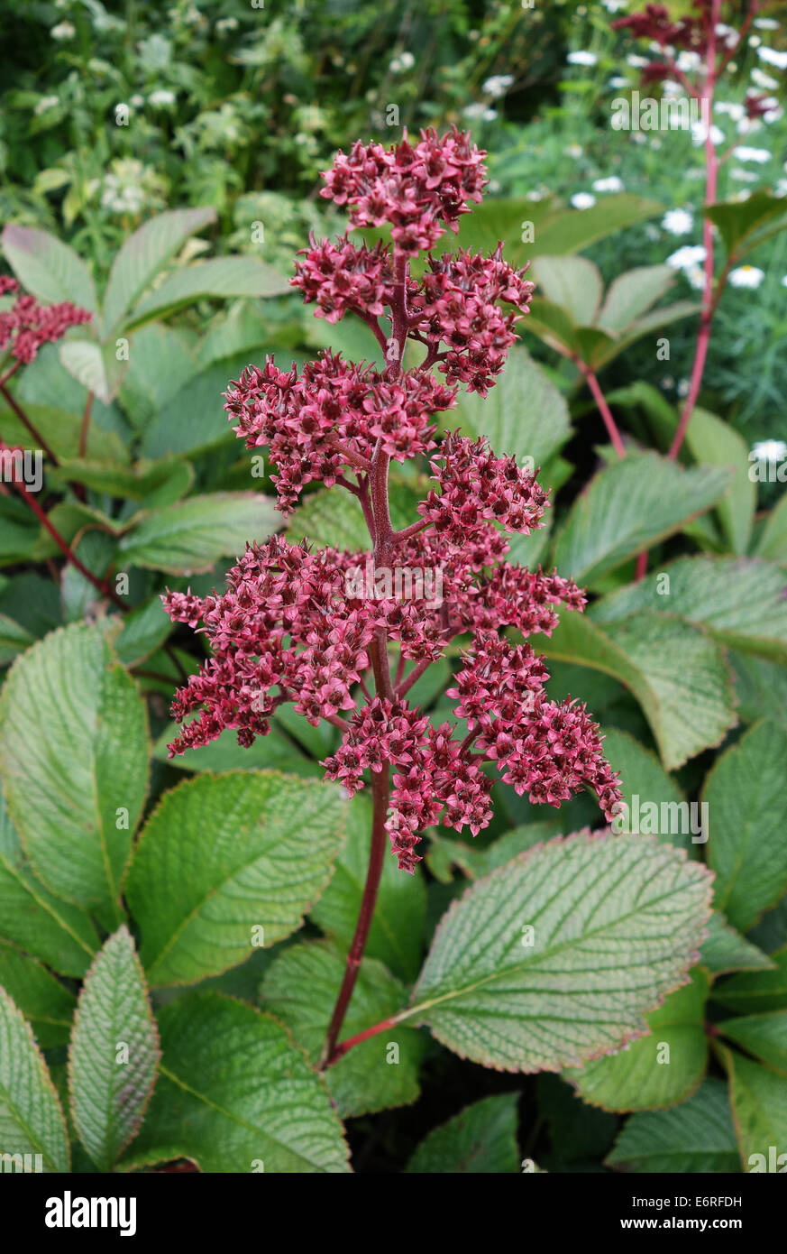 Rodgersia pinnata 'Rosea' Stock Photo - Alamy