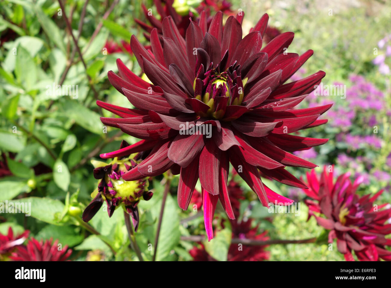 Dahlia rip city hi-res stock photography and images - Alamy