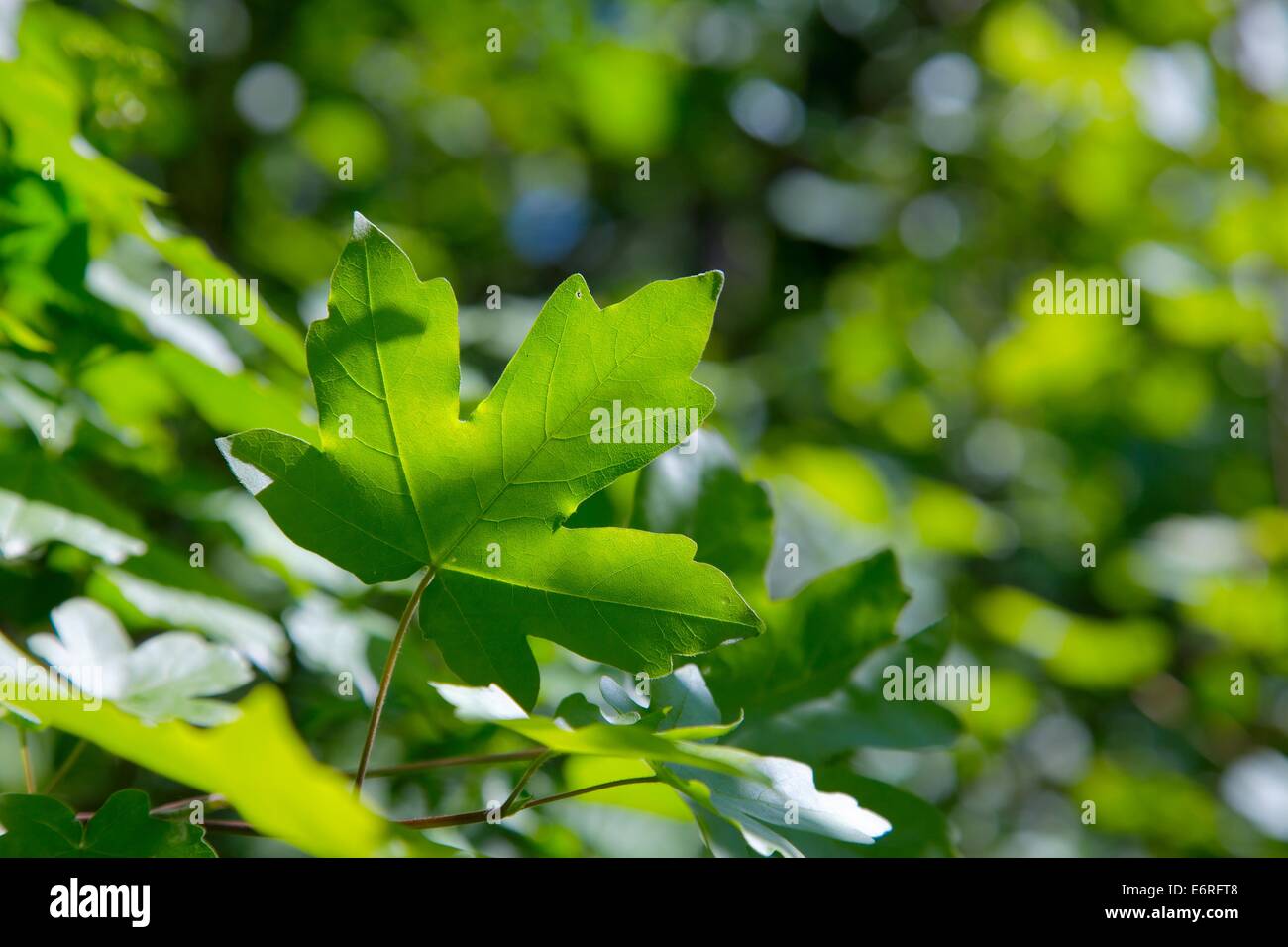 Branch green tree leaves close hi-res stock photography and images - Alamy